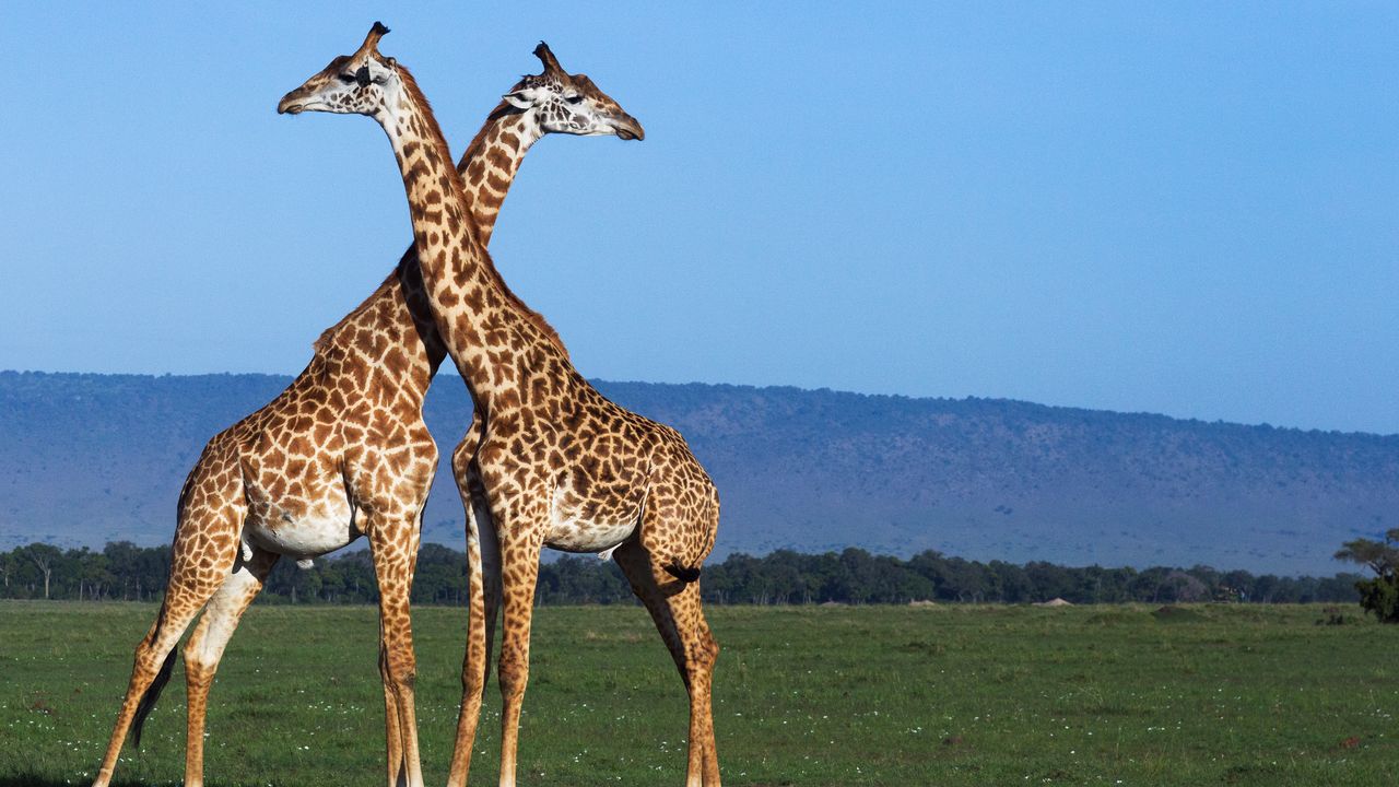 ¿Por qué las jirafas tienen manchas? – TIGMX