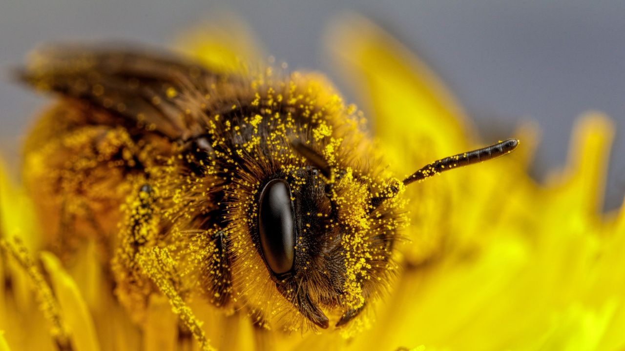 Estudio identifica 12 amenazas que podrían acelerar la extinción de las ...