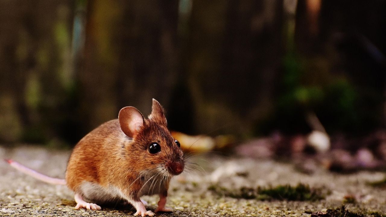 IPN y UAM logran 85% de reconexión medular en ratones con ...